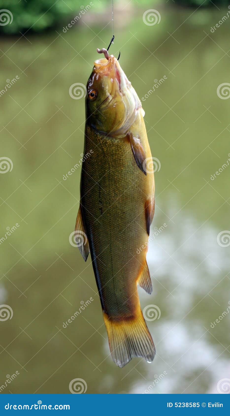 Tench stock image. Image of water, catch, fisherman, small - 5238585