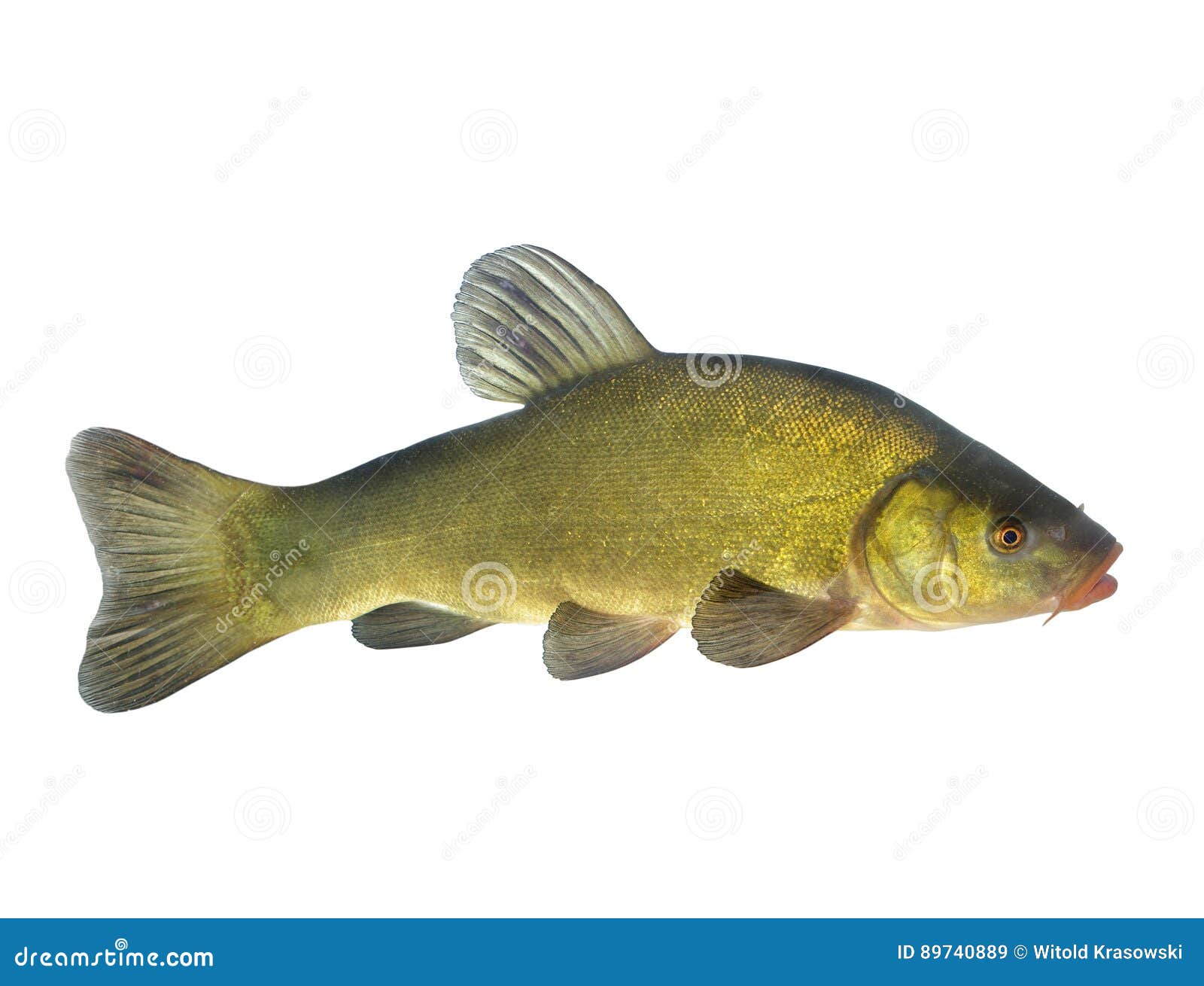 Tench stock image. Image of freshwater, meat, food, seafood - 89740889