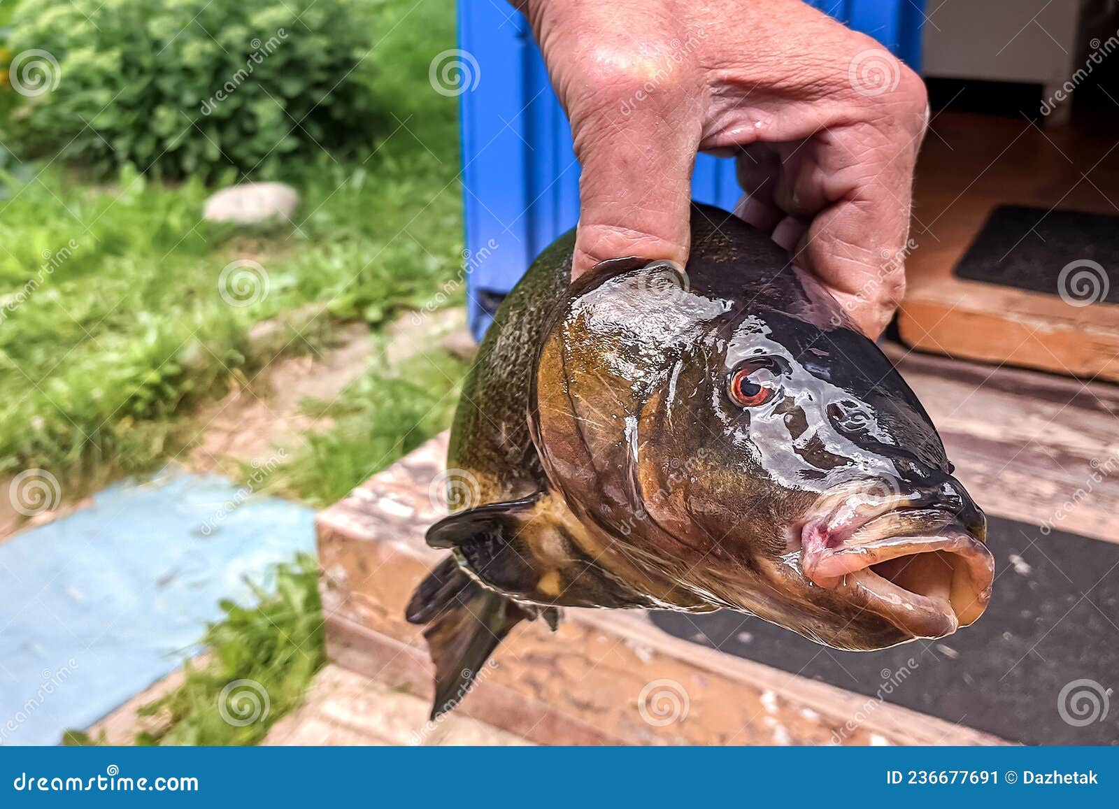 Tench fish closeup view stock image. Image of food, wildlife - 236677691