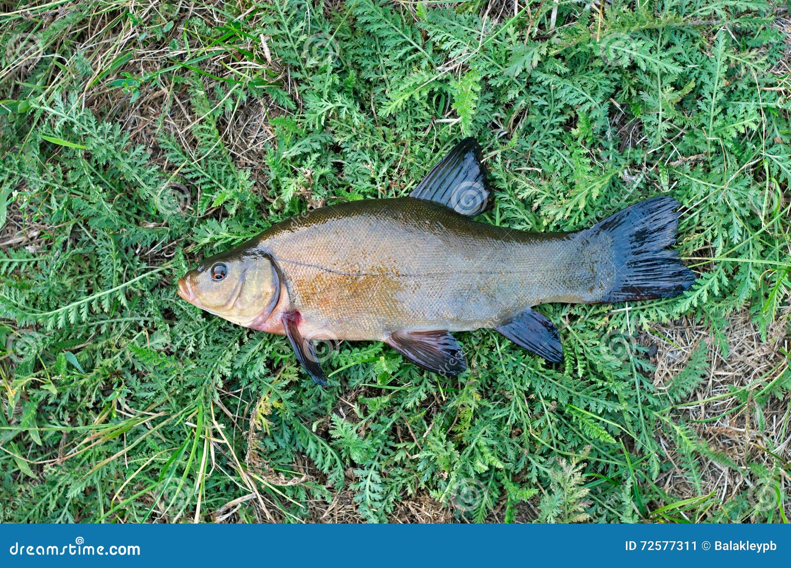 Tench fish stock image. Image of outdoors, activity, grass - 72577311