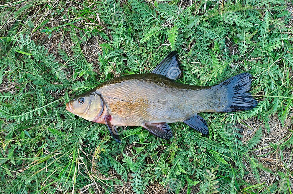 Tench fish stock image. Image of outdoors, activity, grass - 72577311