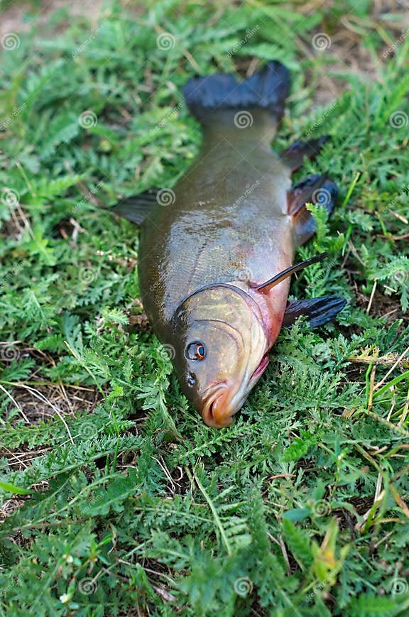Tench fish stock photo. Image of skin, freshness, rural - 72577354