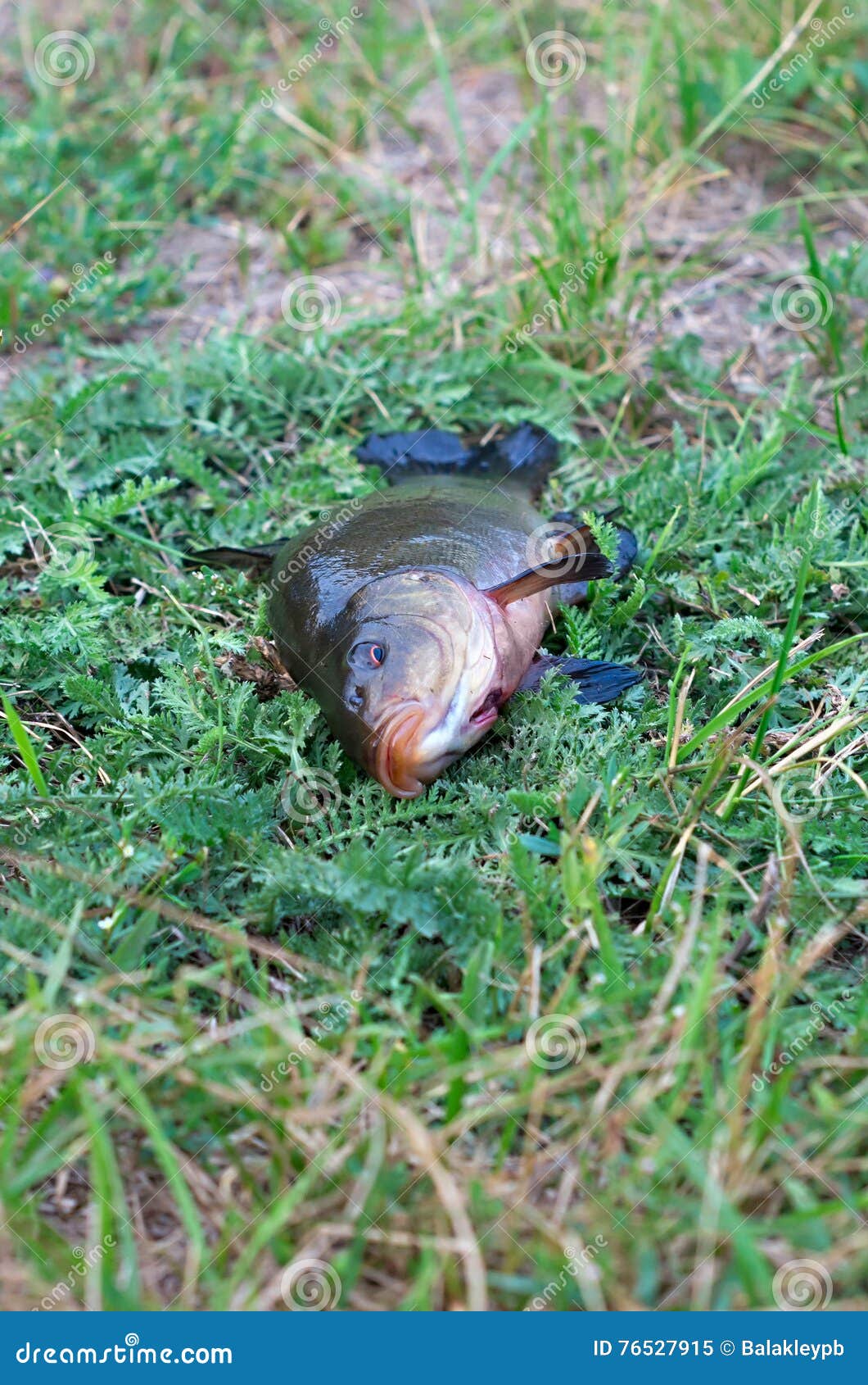 Tench stock image. Image of animal, nature, mouth, lake - 76527915