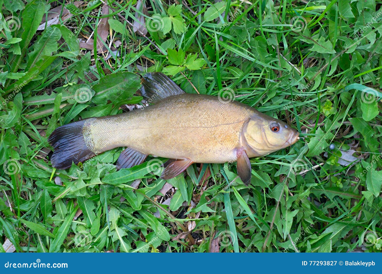 Tench fish stock image. Image of tench, tinca, sport - 77293827