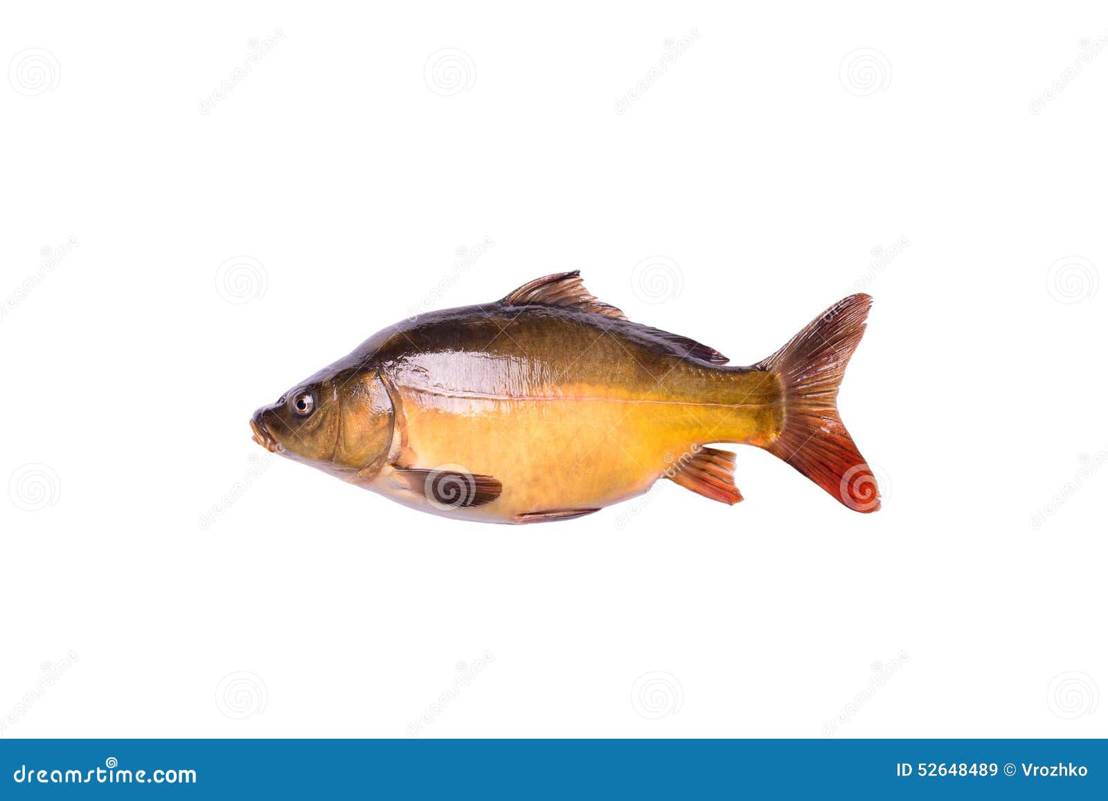 Tench Head Royalty-Free Stock Image | CartoonDealer.com #16082590
