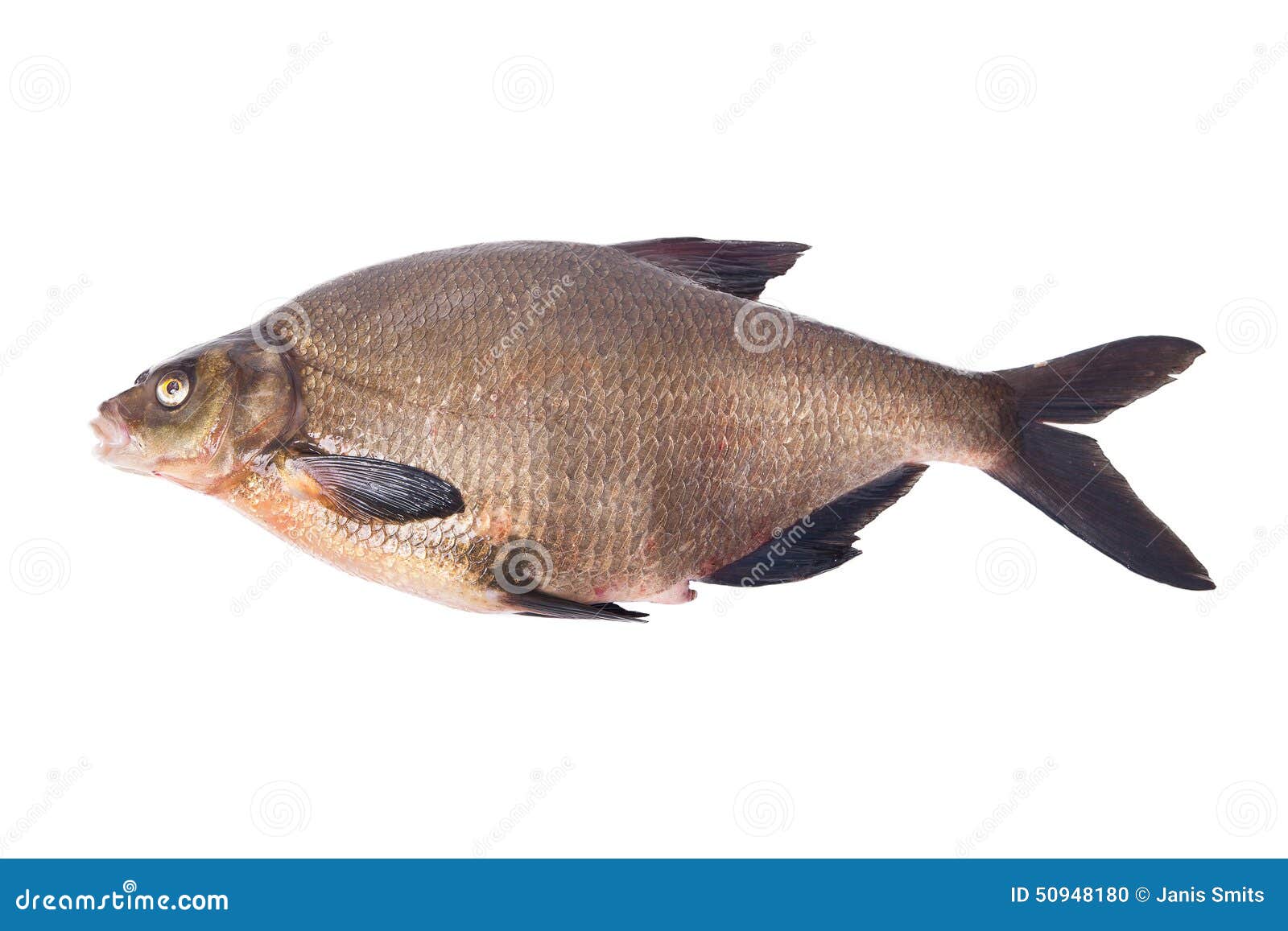 Tench. stock photo. Image of healthy, background, object - 50948180