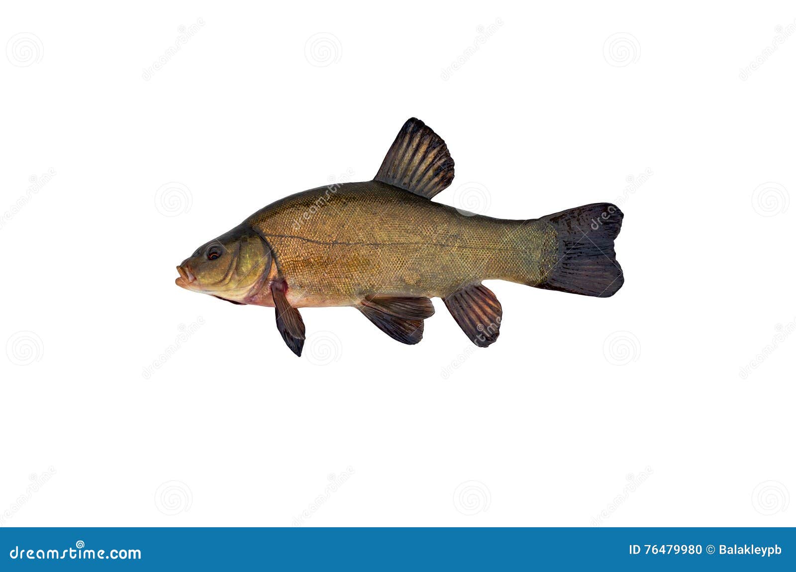Tench stock photo. Image of alternatives, fishing, mouth - 76479980