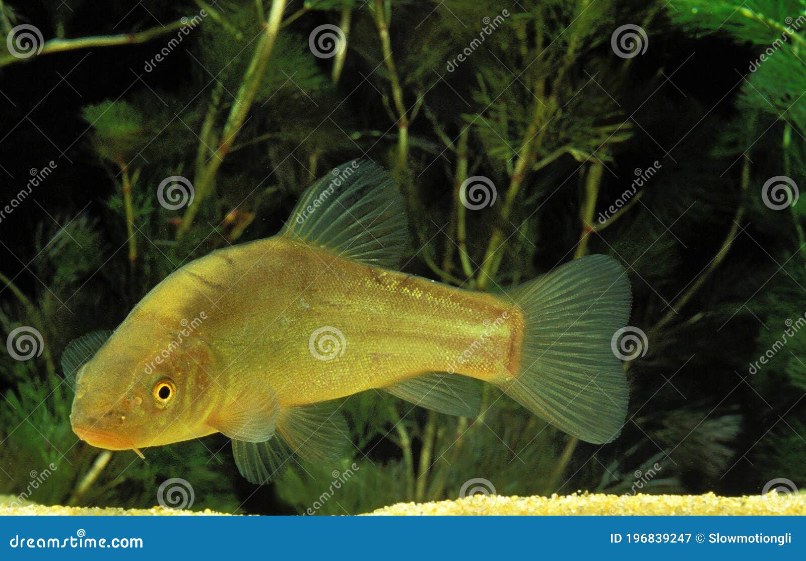 Tench, tinca tinca stock image. Image of full, underwater - 196839247
