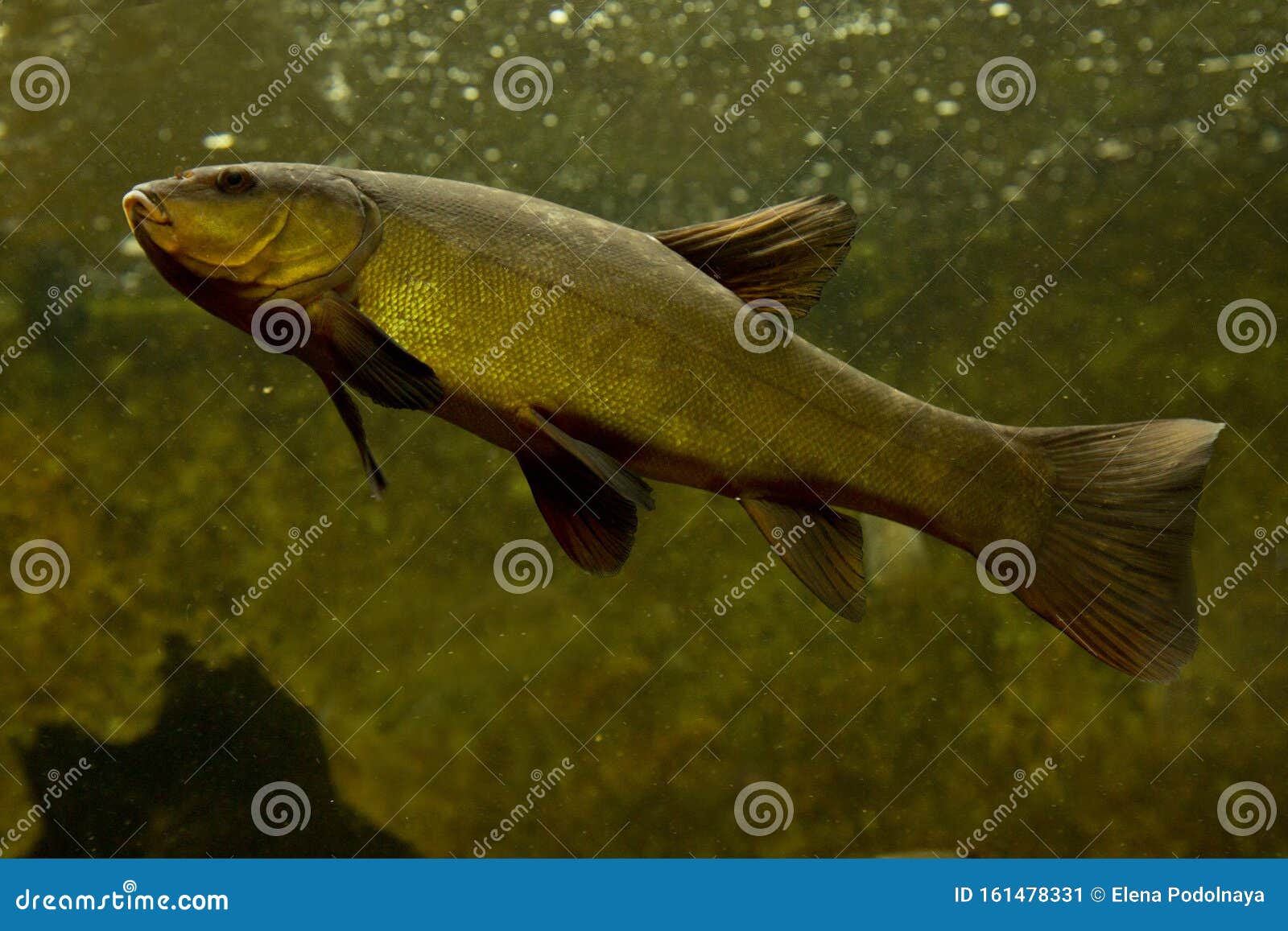 The Tench Tinca tinca. stock image. Image of environment - 161478331