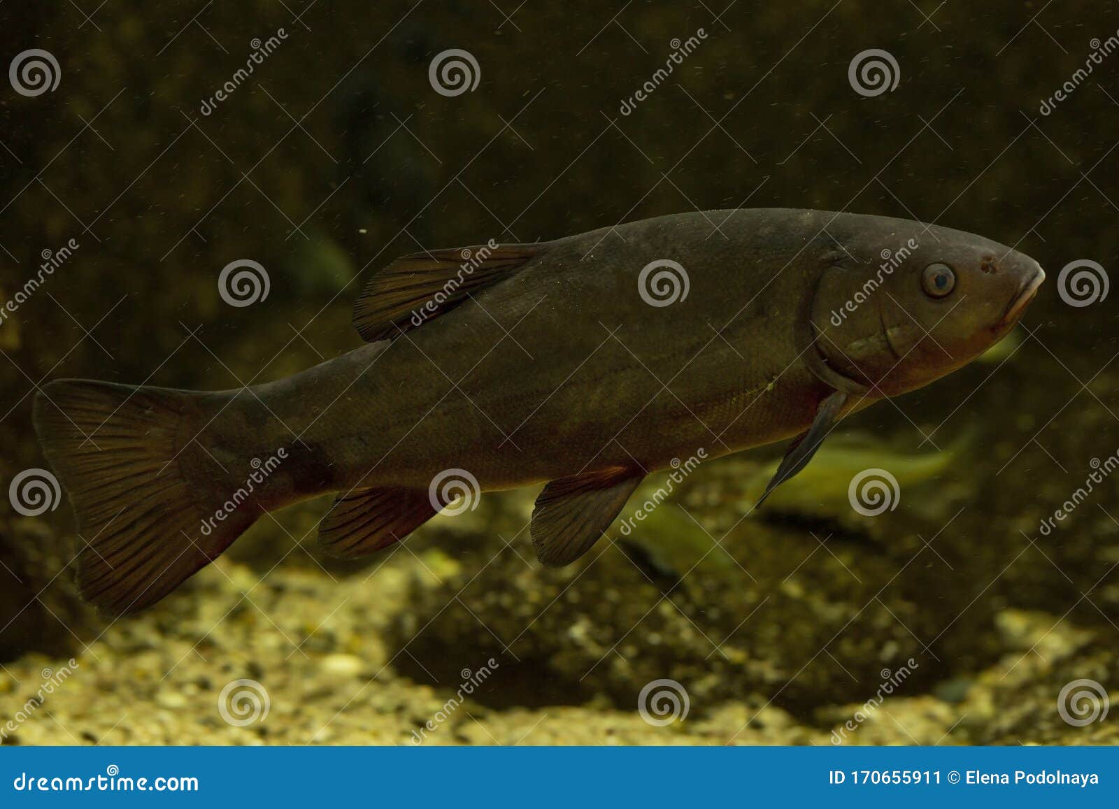 The Tench Tinca tinca. stock image. Image of lake, scuba - 170655911