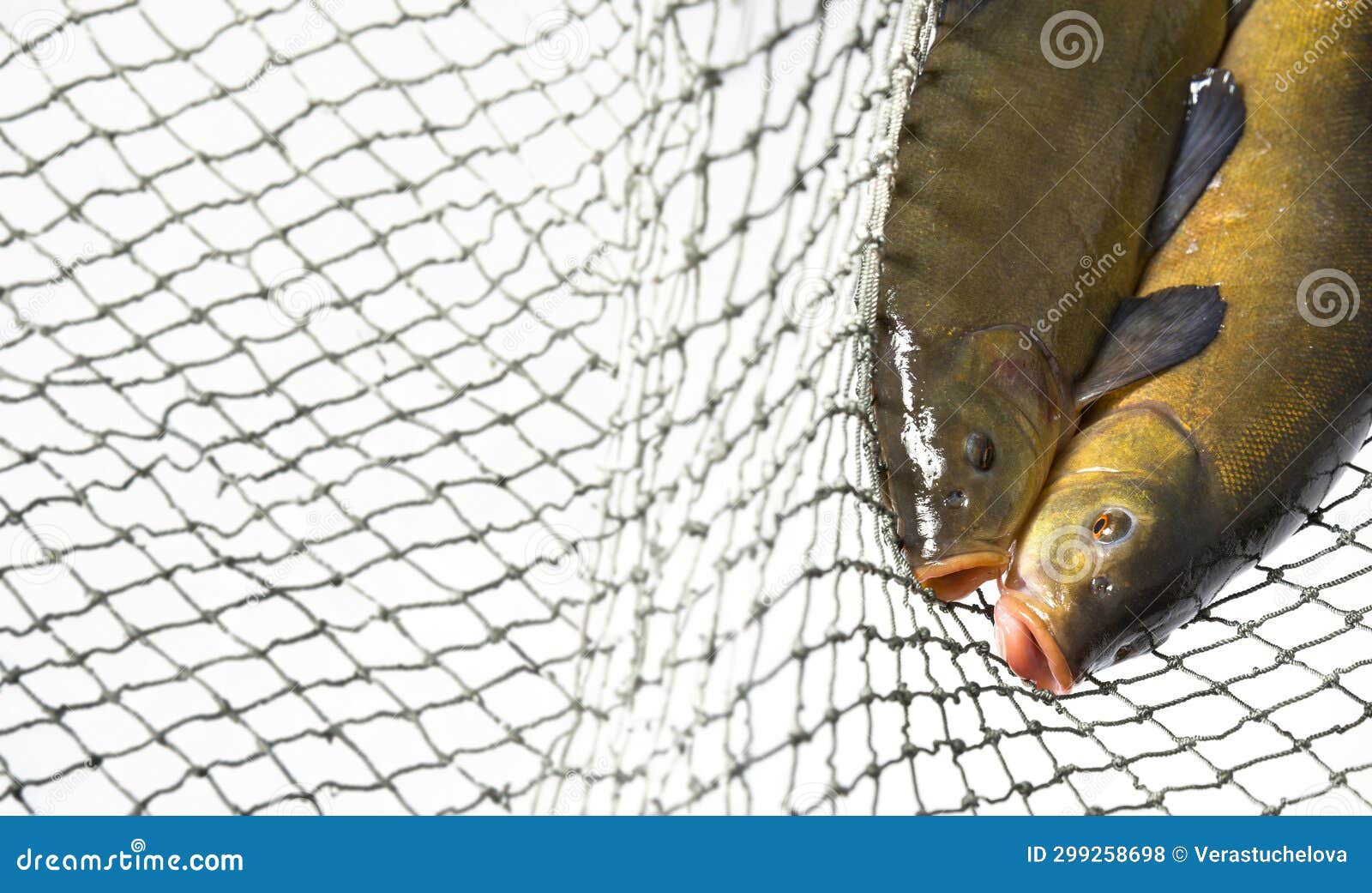 Tench - (Tinca tinca) stock photo. Image of pond, yellow - 299258698