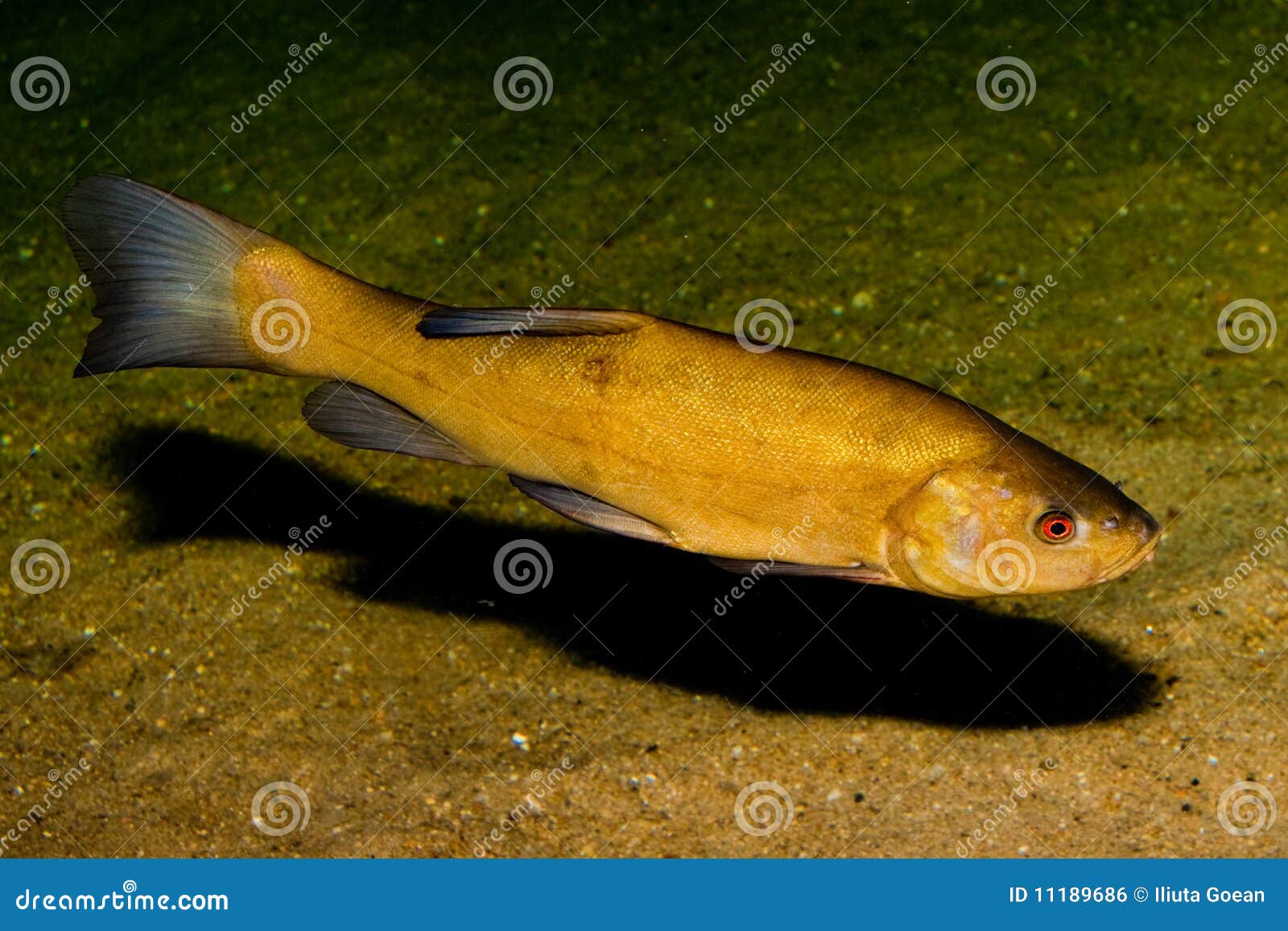Tench (Tinca Tinca), Also Known As The Doctor Fish. Royalty-Free Stock ...
