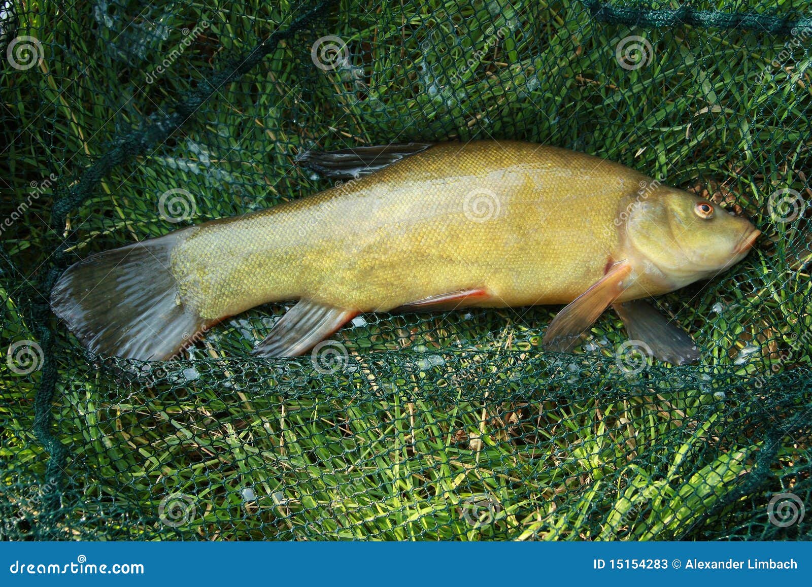Tench - Tinca tinca stock image. Image of doctor, fish - 15154283
