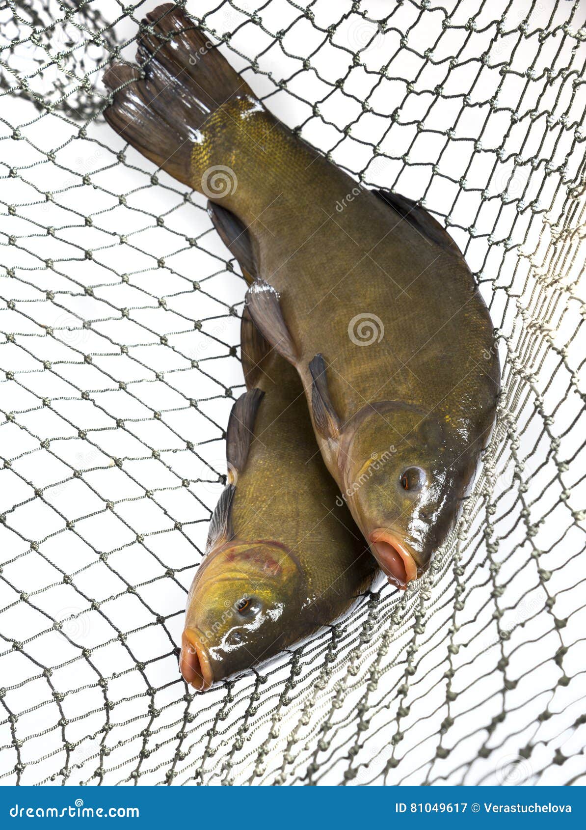 Tench - Tinca tinca stock image. Image of freshwater - 81049617