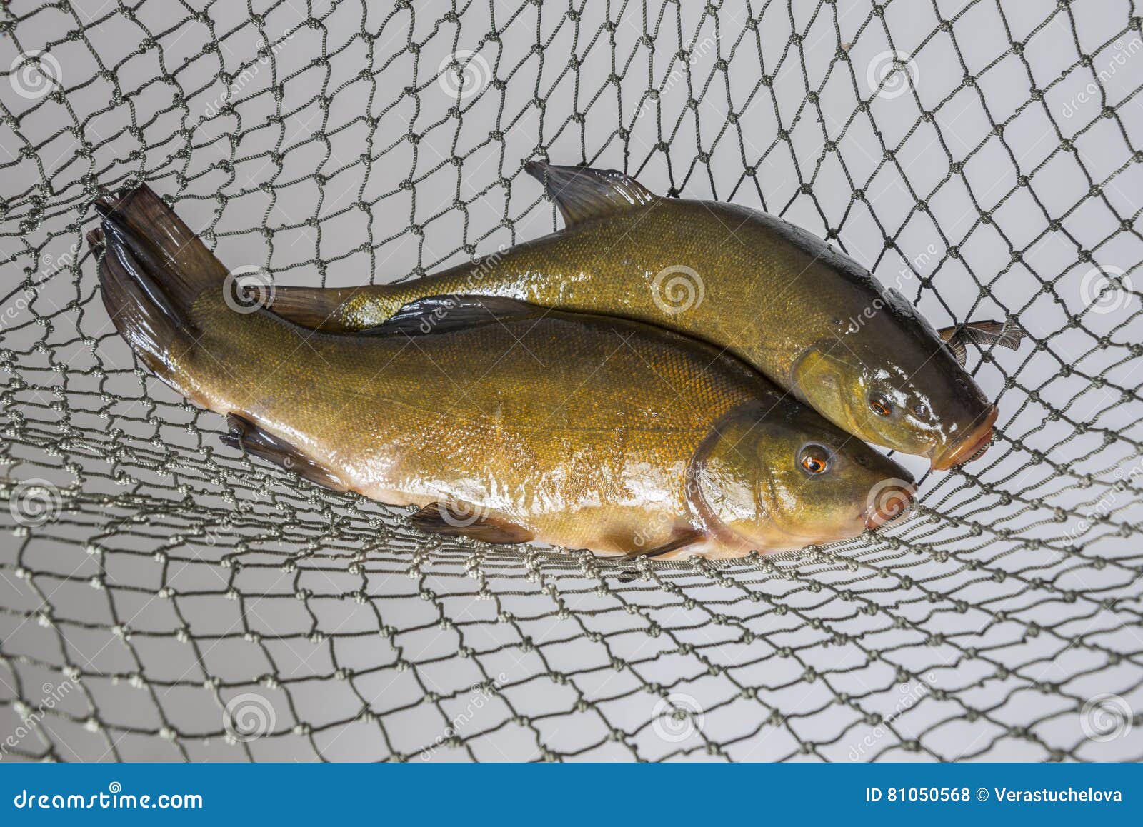 Tench - Tinca tinca stock photo. Image of animal, marine - 81050568