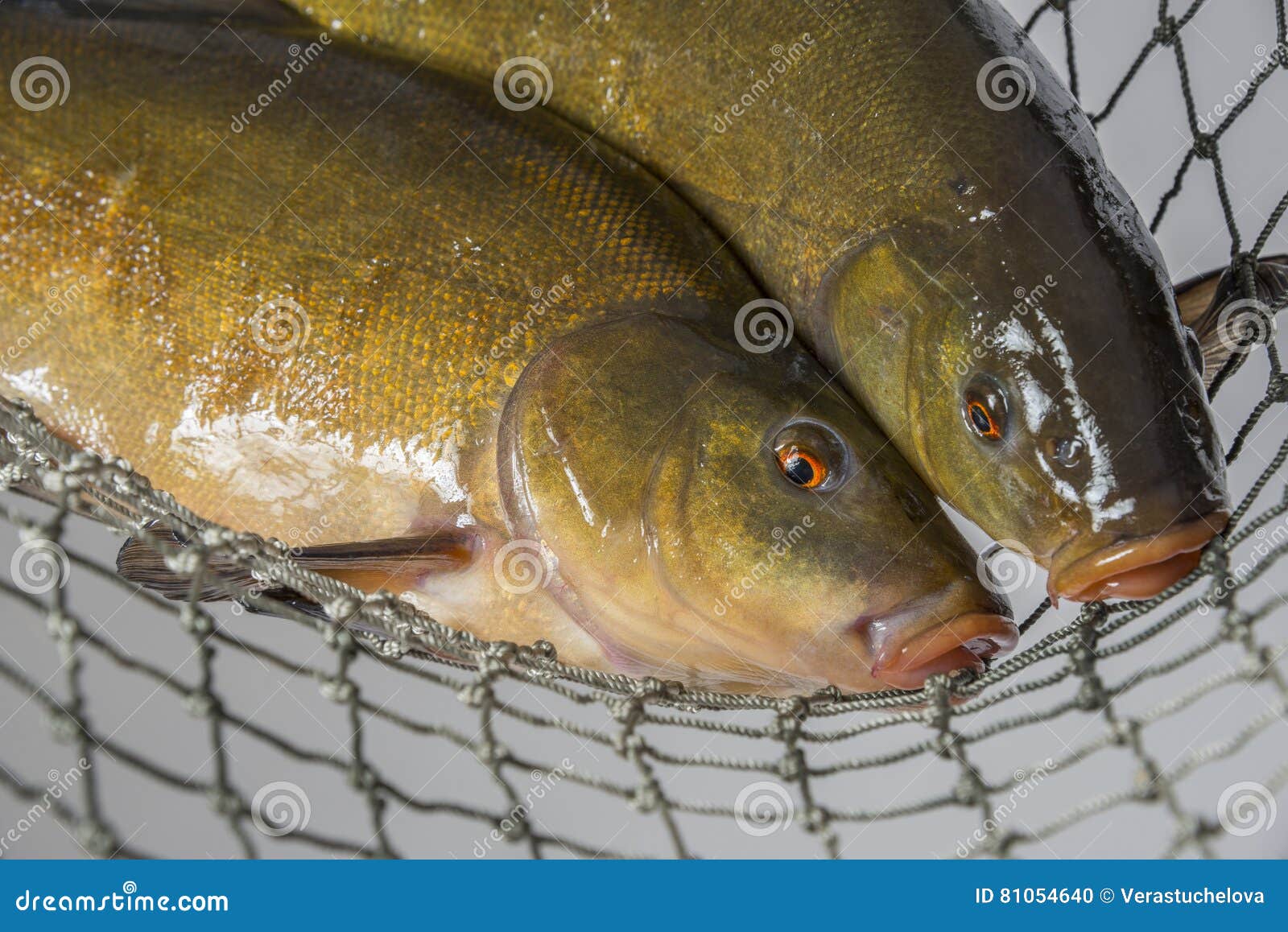Tench - Tinca tinca stock photo. Image of healthy, freshwater - 81054640