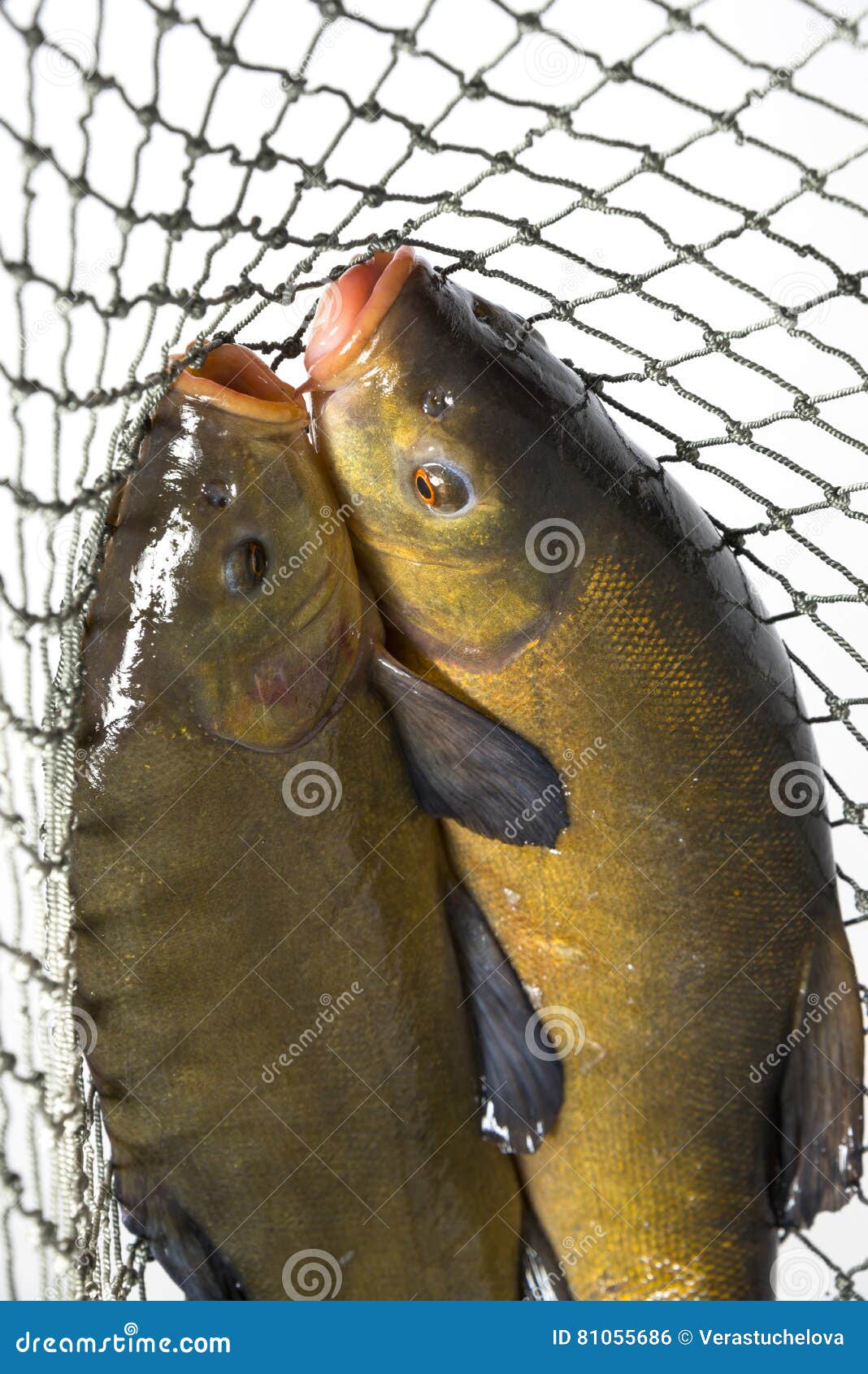 Tench (Tinca Tinca), Also Known As The Doctor Fish. Royalty-Free Stock ...