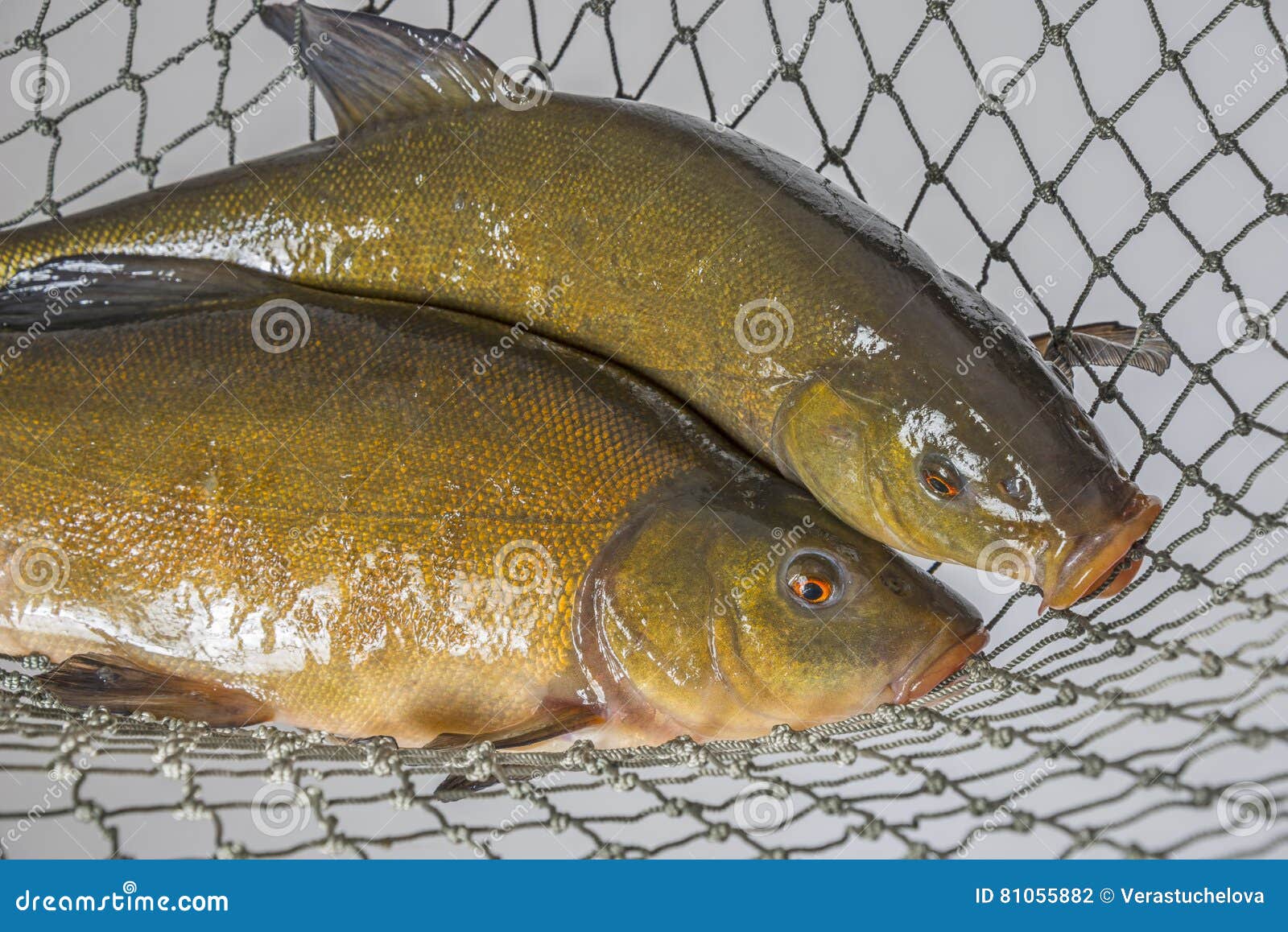 Tench - Tinca tinca stock photo. Image of lake, live - 81055882