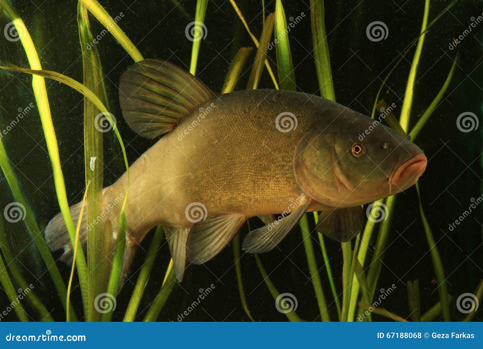 Tench (Tinca Tinca), Also Known As The Doctor Fish. Royalty-Free Stock ...