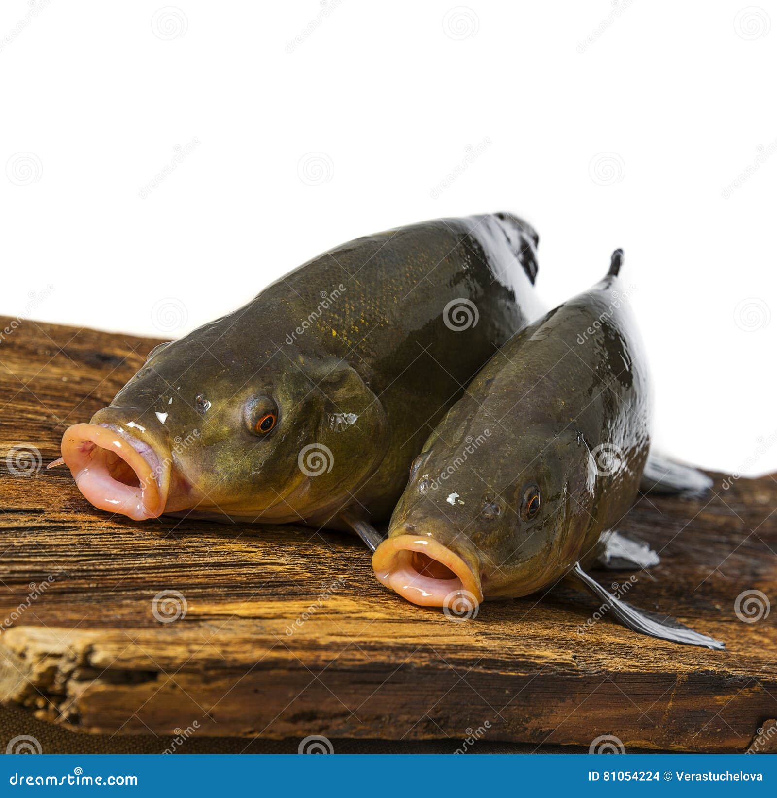 Tench - Tinca tinca stock photo. Image of color, fishing - 81054224