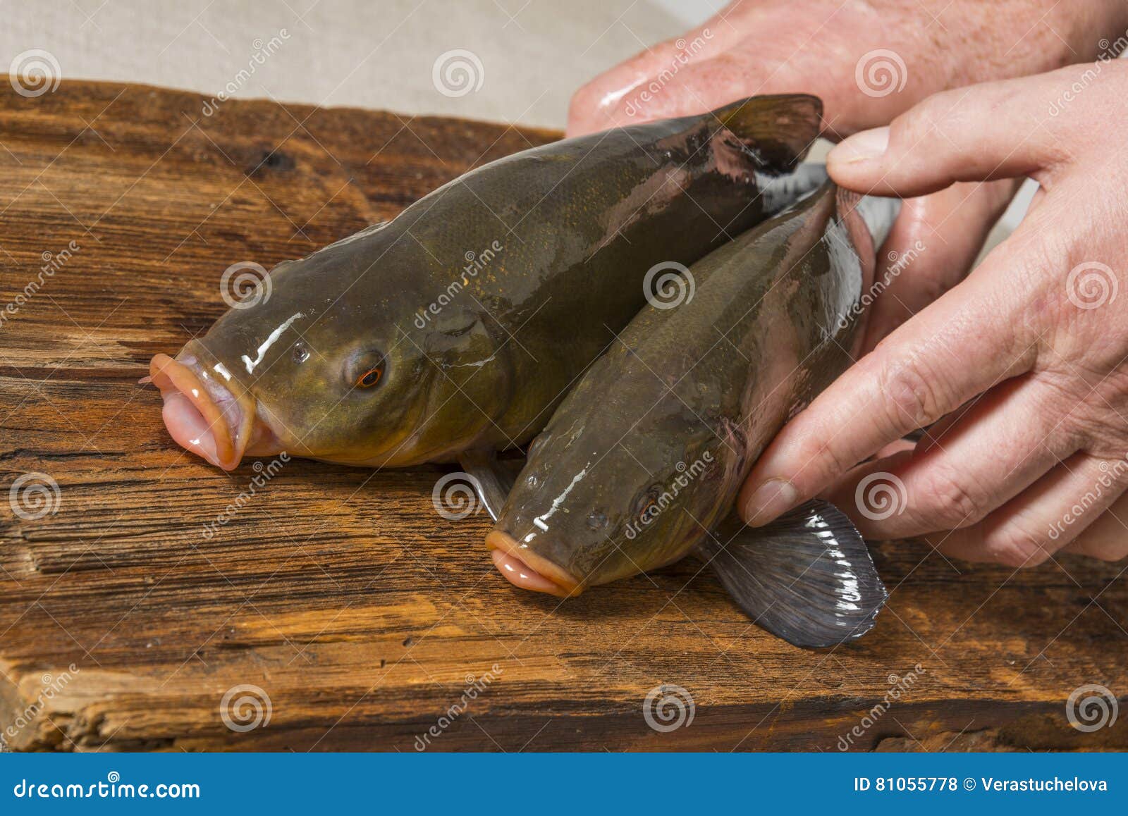 Tench - Tinca tinca stock photo. Image of healthy, food - 81055778