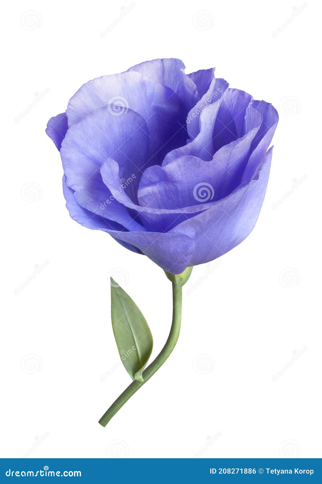 Tender Blue Eustoma Flower Isolated Stock Photo - Image of color, flora ...
