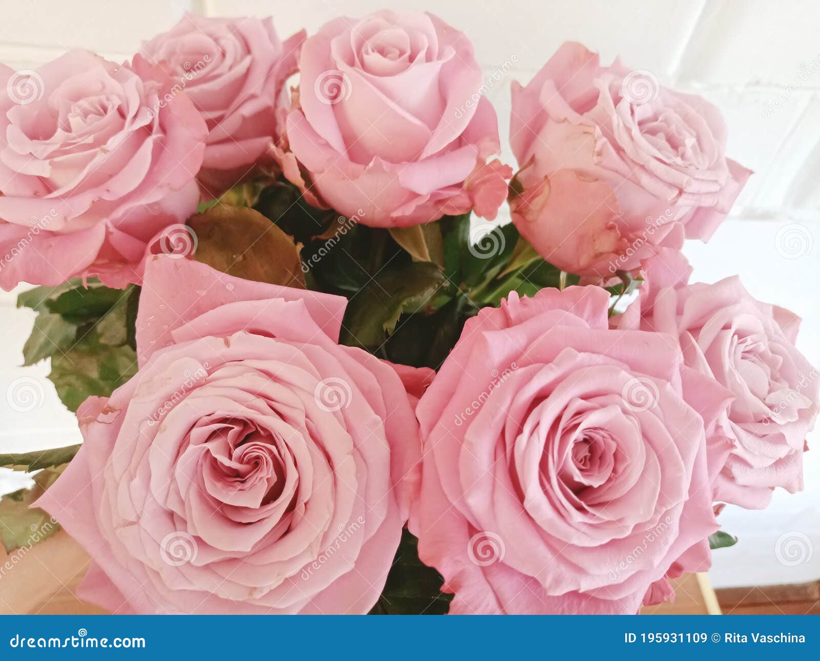 Tender Bouquet of Pink Roses on White Background Stock Image - Image of ...