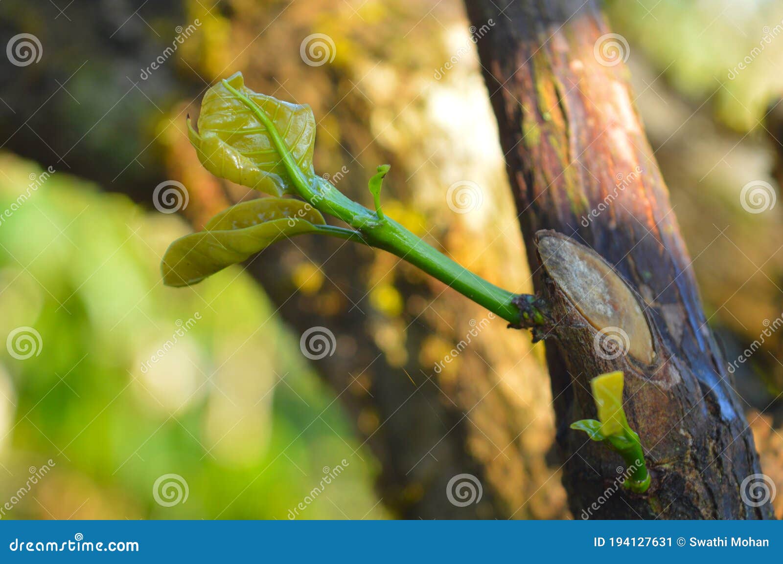 Branch With Sprouting Leaves With Ice. Nature Background Royalty-Free ...