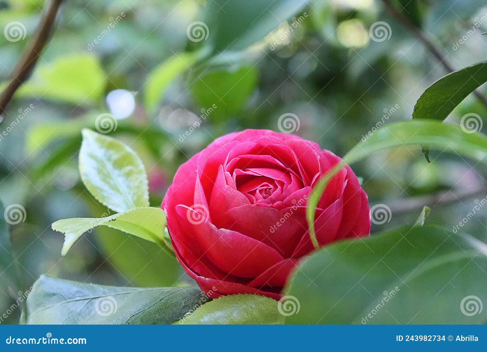 Tender Buds of the Camellia Stock Photo - Image of garden, flower ...