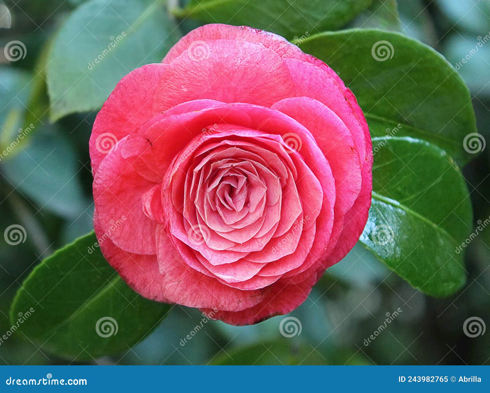 Tender Buds of the Camellia Stock Image - Image of nature, spring ...