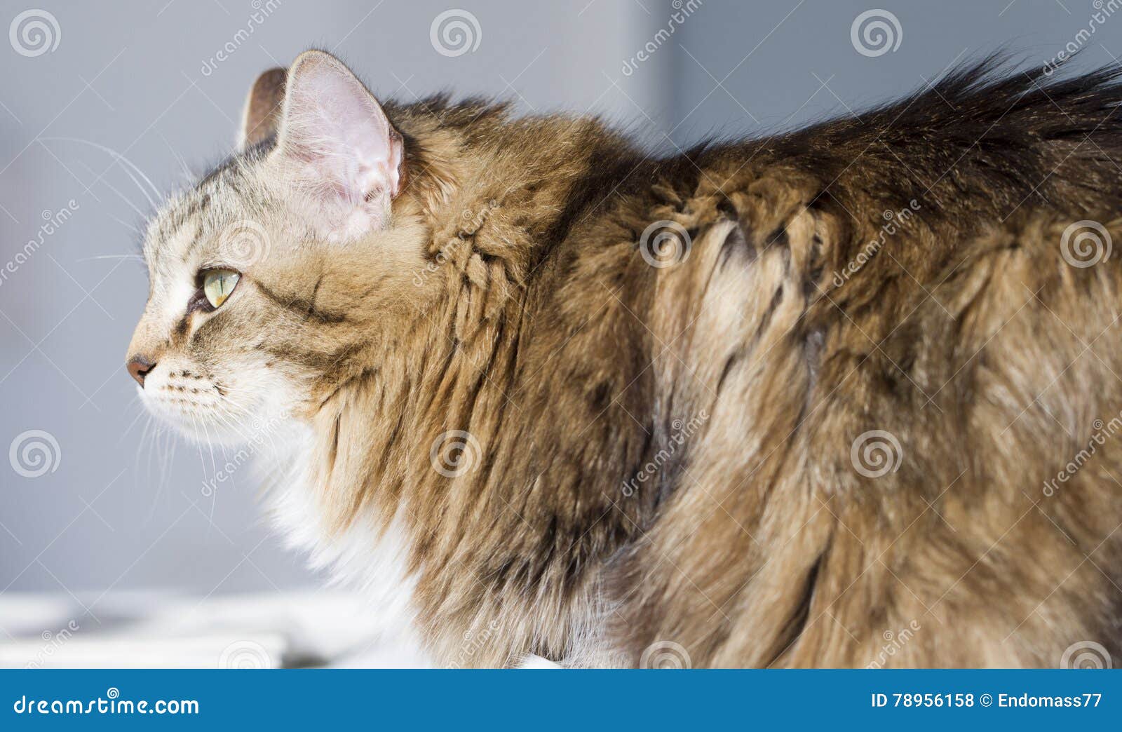 Tender Cat of Siberian Breed in the House Stock Photo - Image of mammal ...
