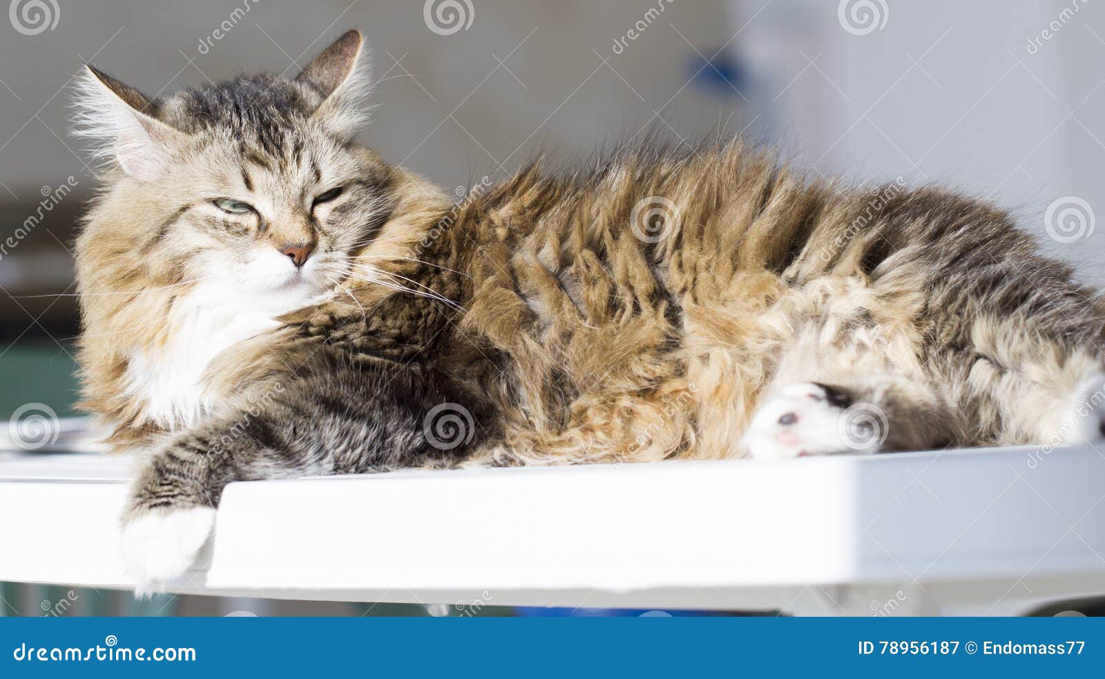 Tender Cat of Siberian Breed in the House Stock Image - Image of ...