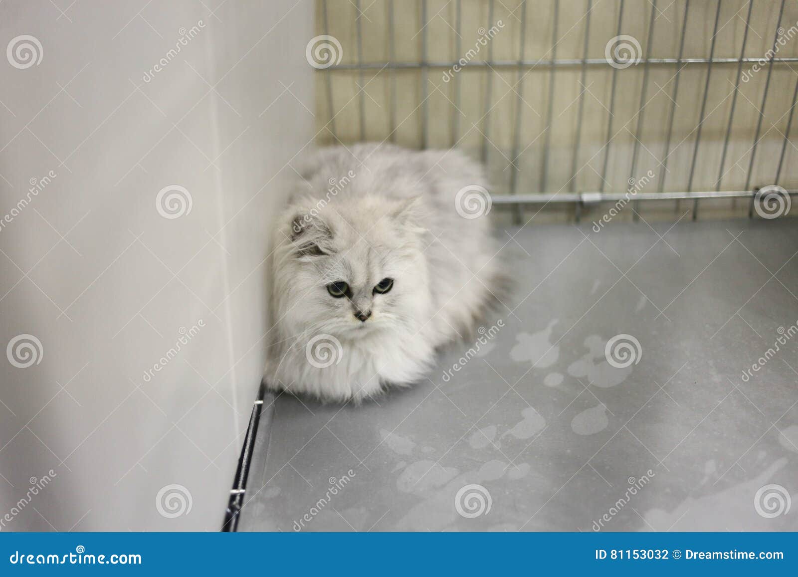 Tender cat stock photo. Image of sitting, cage, kitty - 81153032