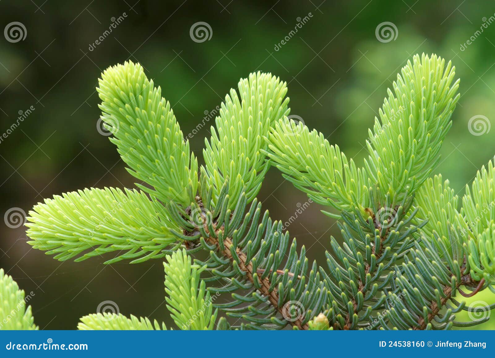Tender Cedar branches stock photo. Image of nature, woods - 24538160
