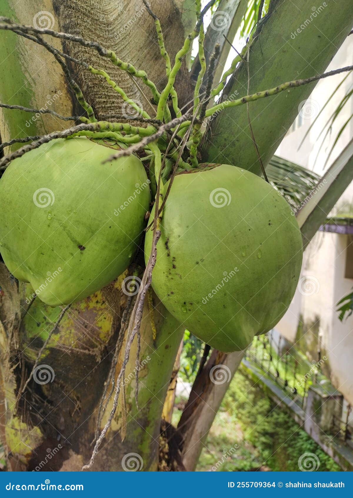 Tender coconut stock photo. Image of fresh, coconut - 255709364