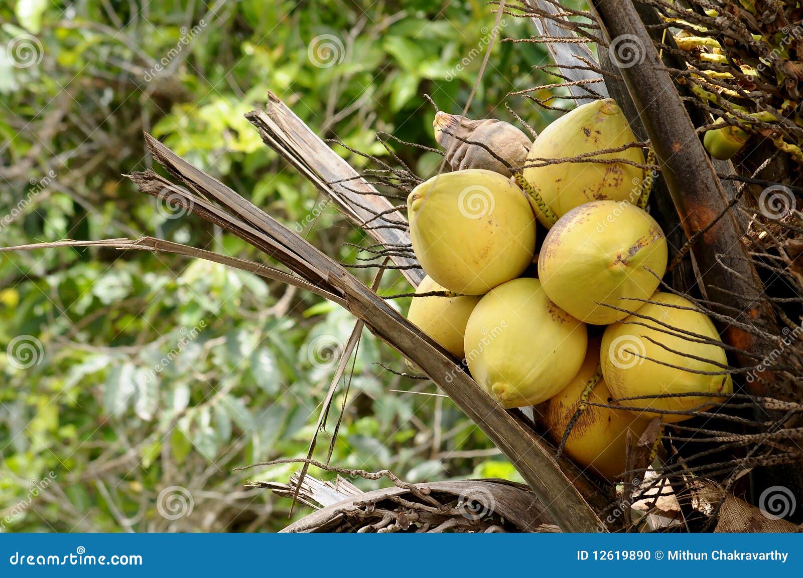 Tender coconuts stock photo. Image of tender, evening - 12619890