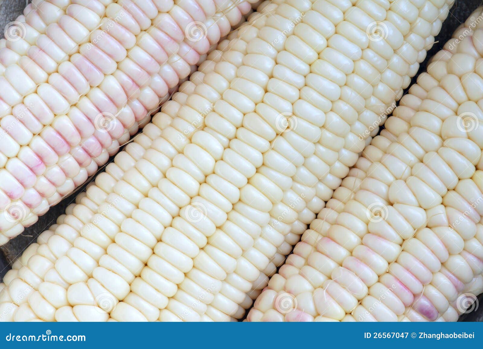 Tender corn cobs stock image. Image of eating, natural - 26567047