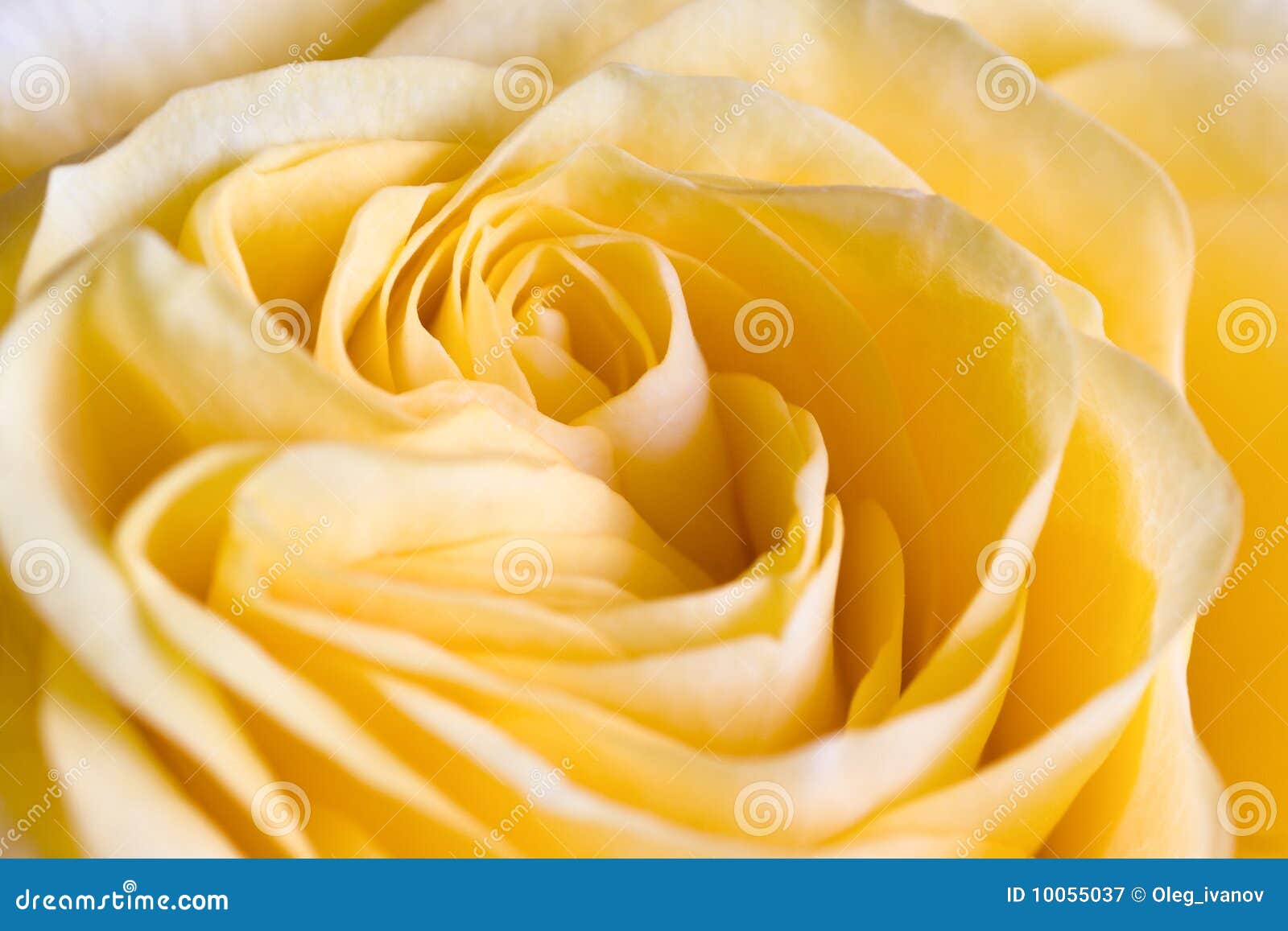 Tender creme rose stock image. Image of close, love, gift - 10055037