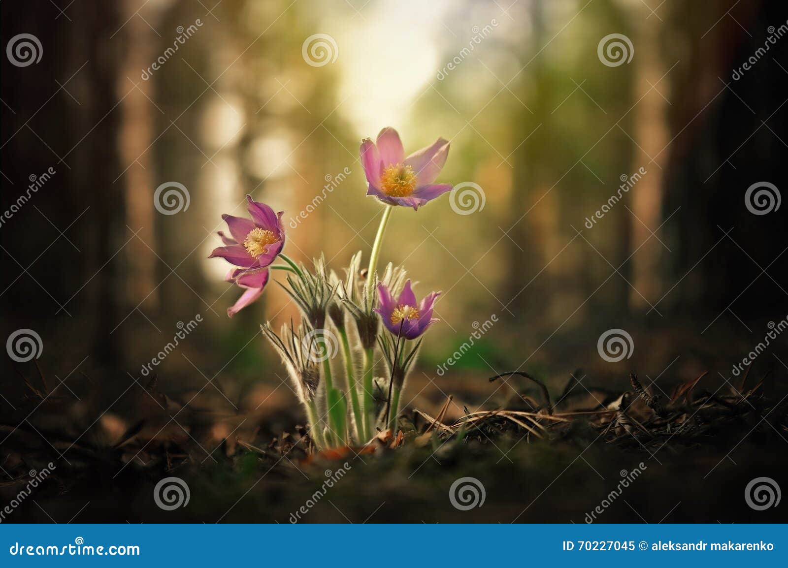 Tender First Spring March Flowers Lilac Blue Pasque-flower, Stock Image ...