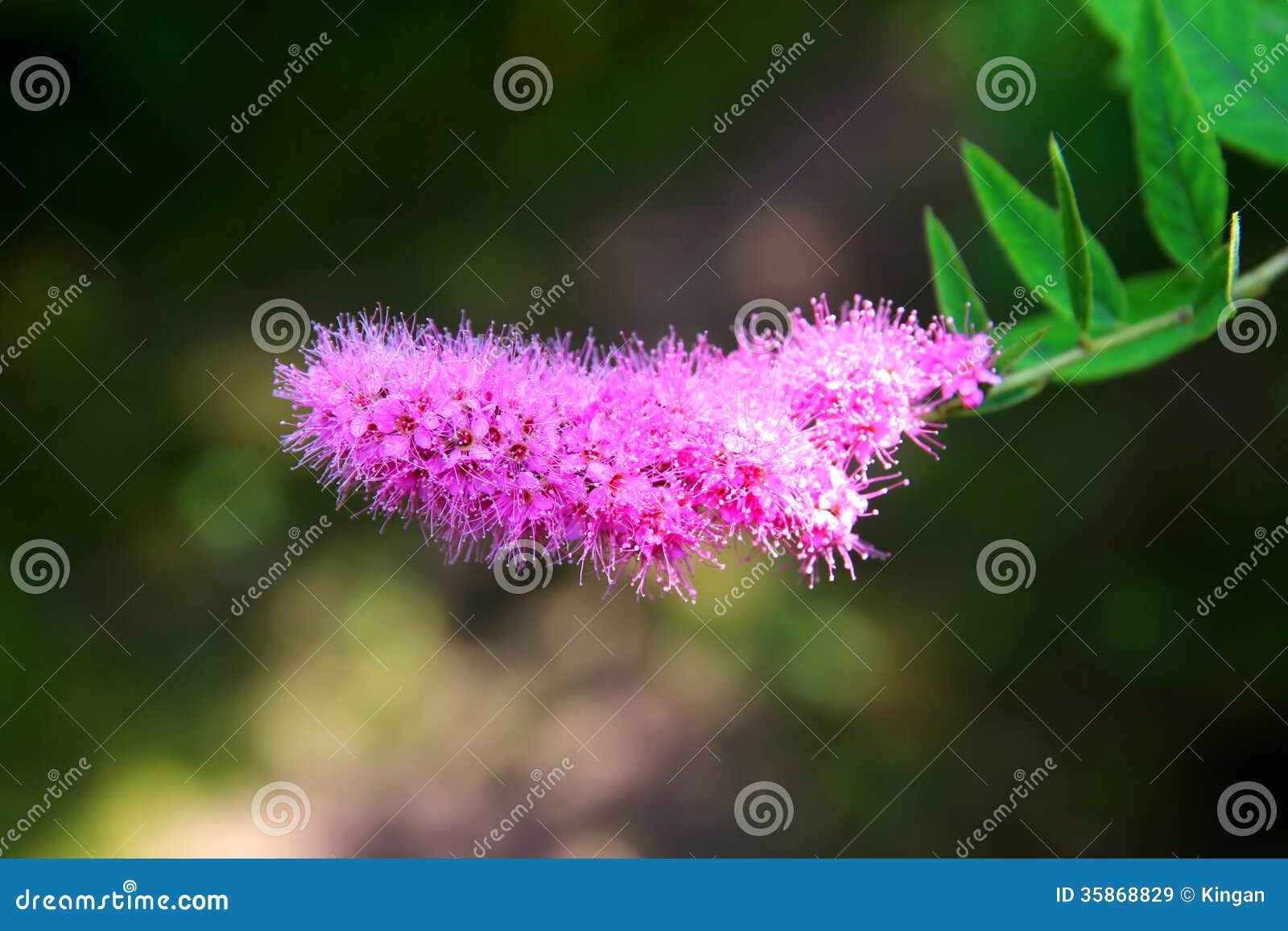 Tender Flower Pink Terry Spiraea Stock Image - Image of pink, flora ...