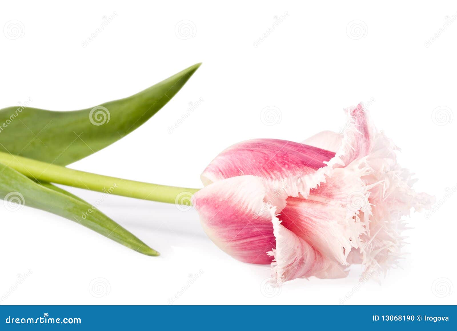 Tender flower, pink tulip stock photo. Image of arrangement - 13068190