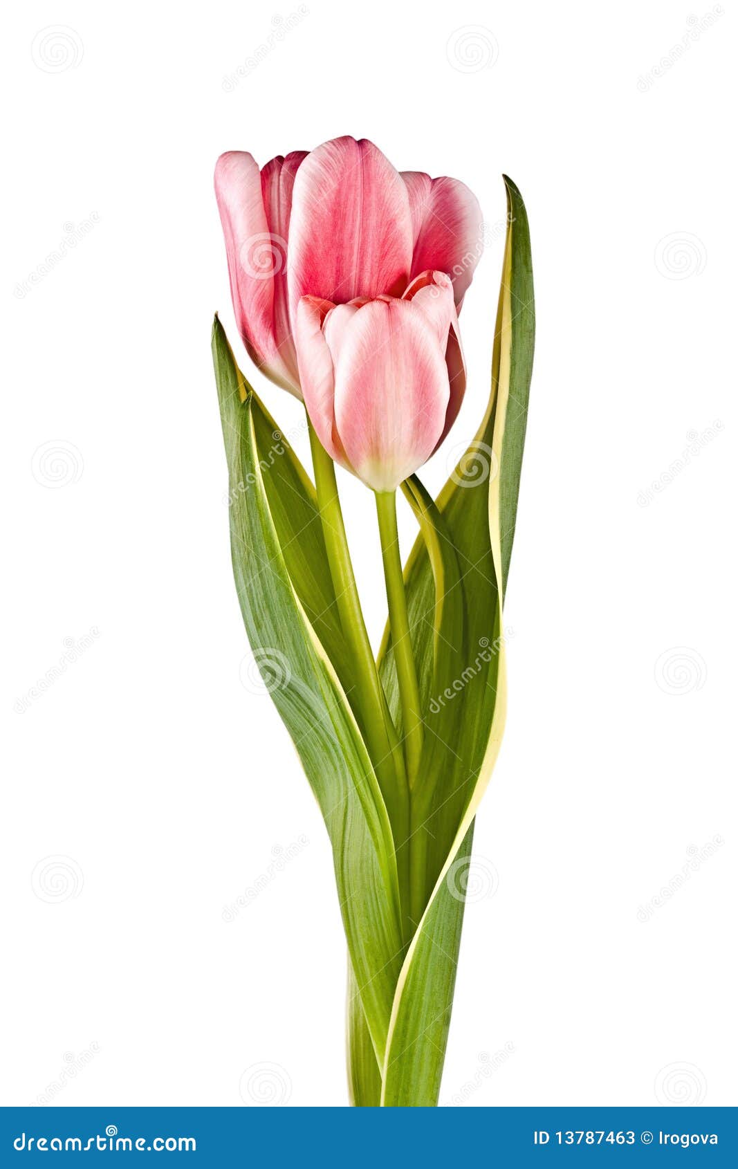 Tender flower, pink tulip stock image. Image of bouquet - 13787463