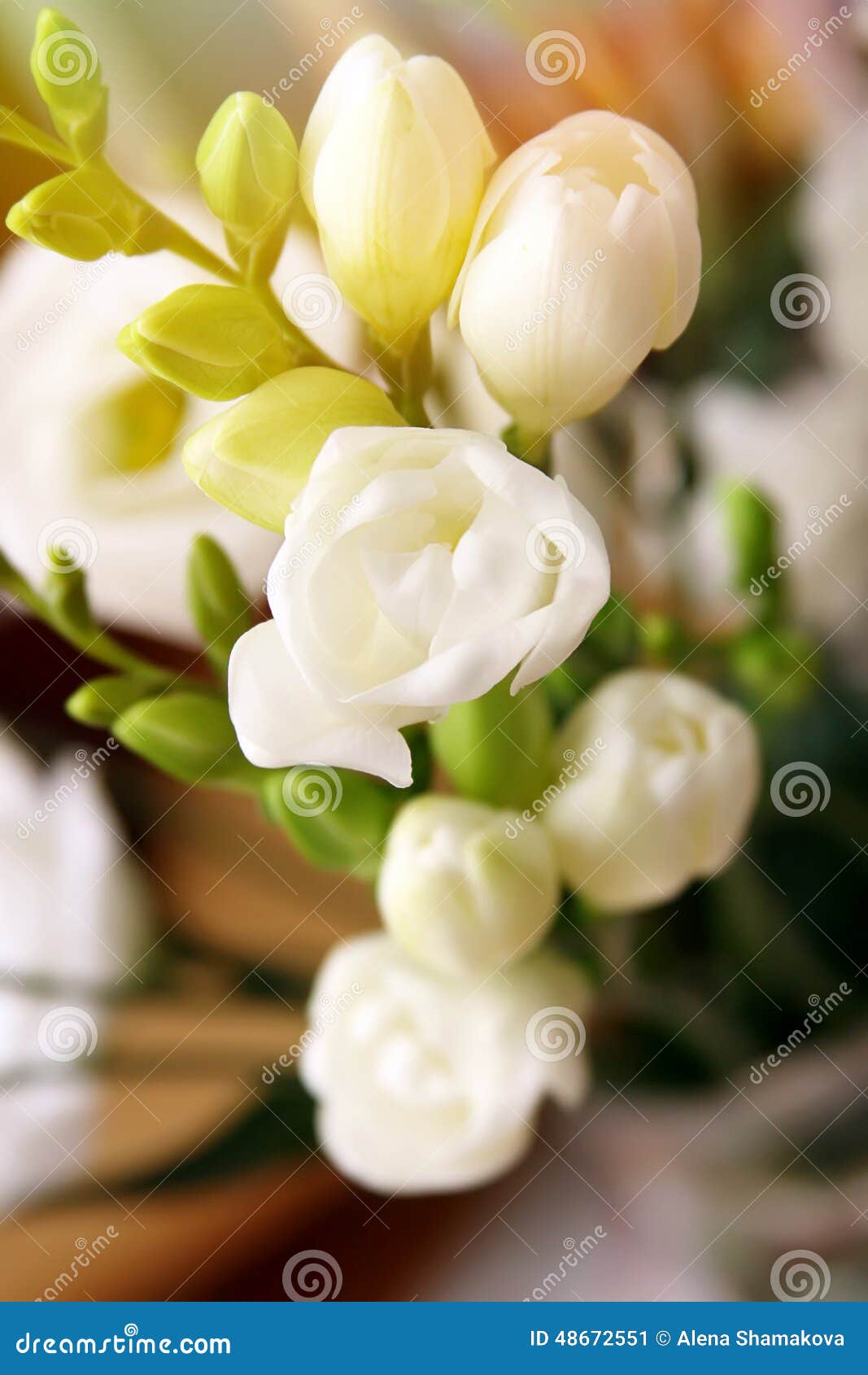 Tender flowers stock image. Image of white, fuzzy, march - 48672551