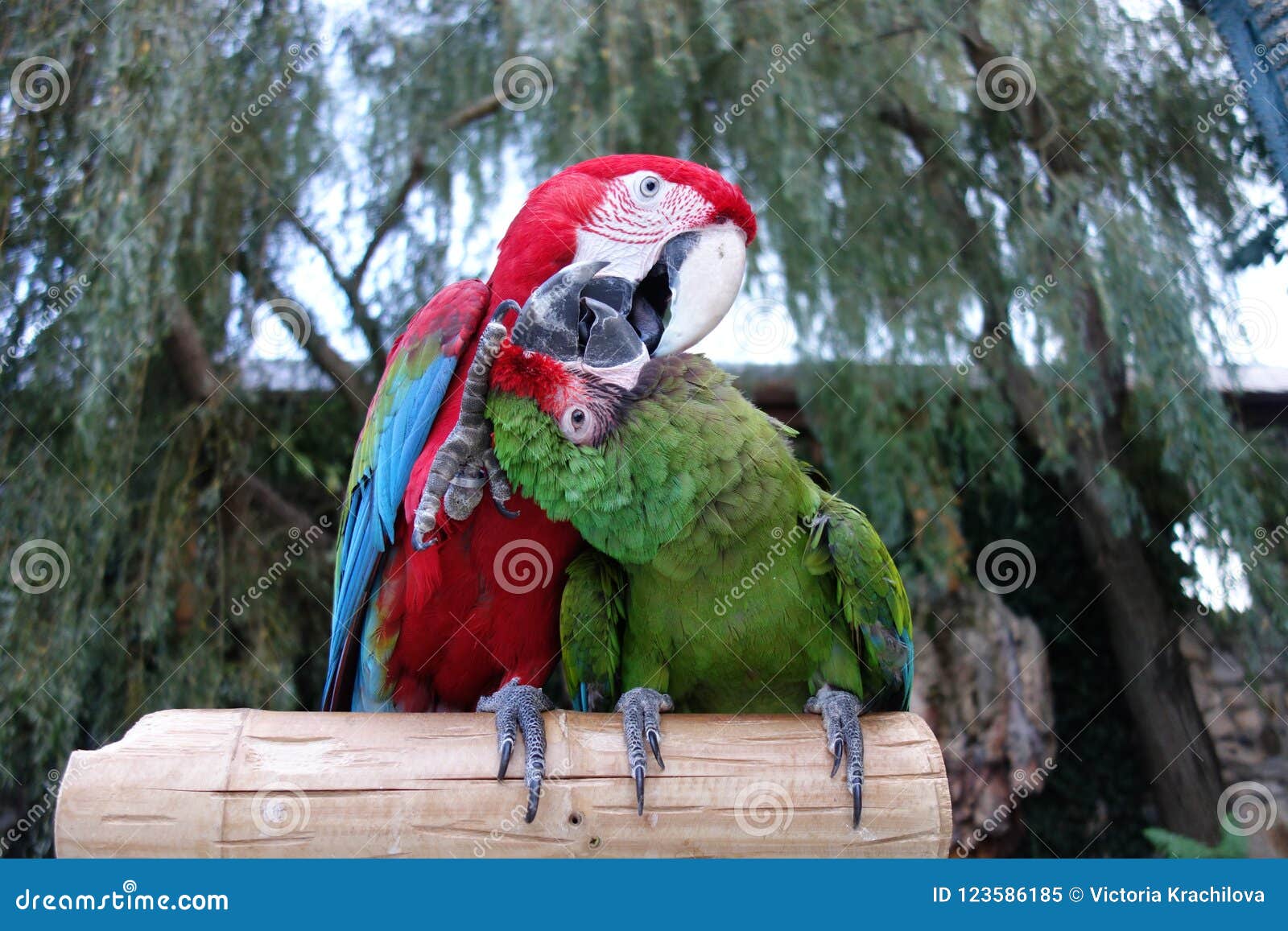 Kissing parrots stock image. Image of friendship, tender - 123586185