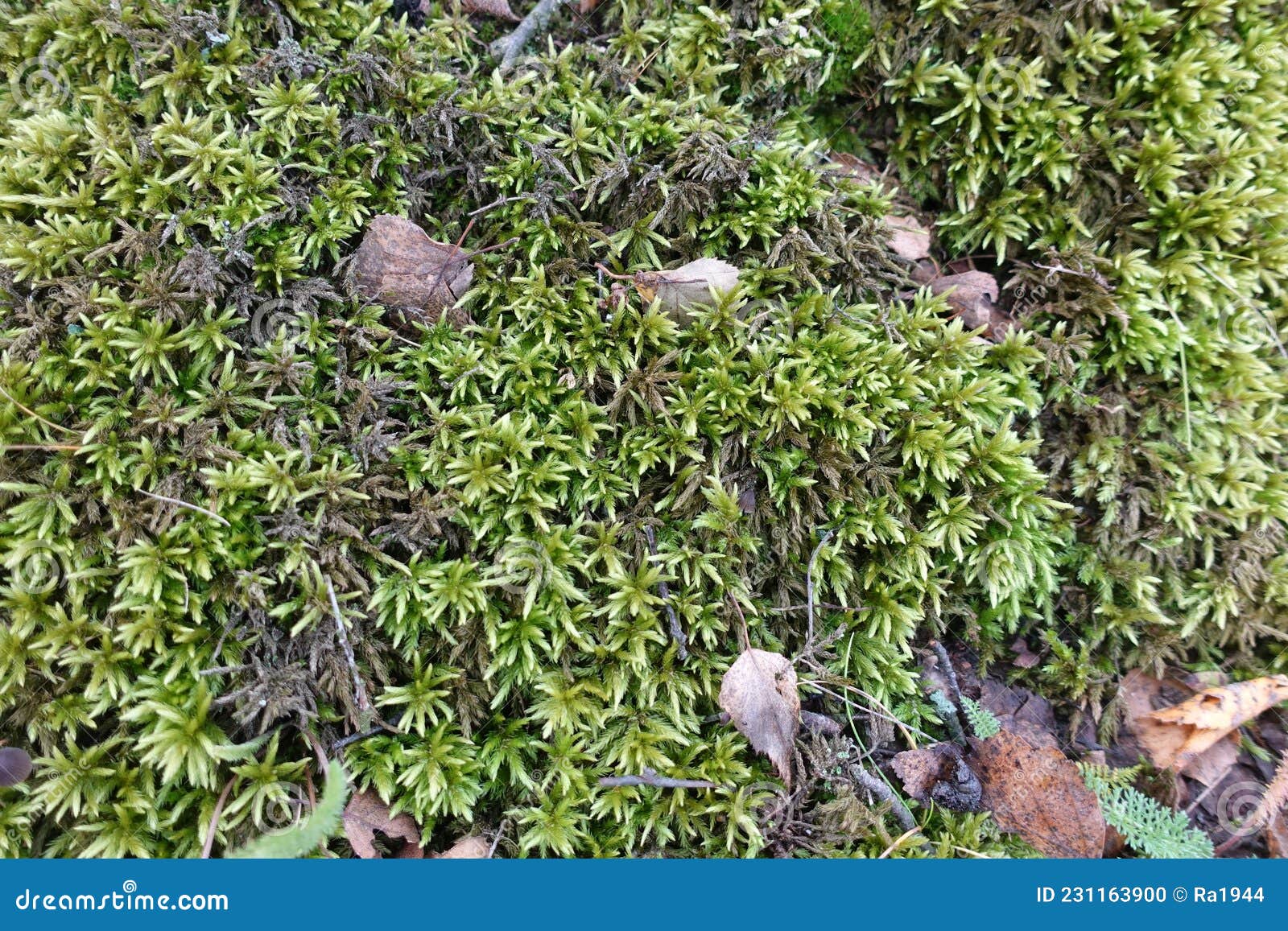 Tender Green Vegetation in the Forest Moss Colonies Stock Photo - Image ...