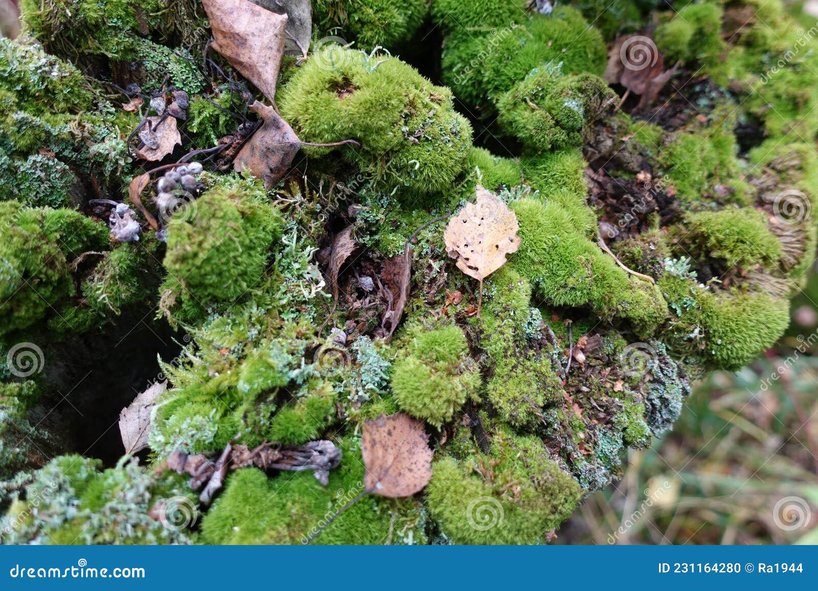 Tender Green Vegetation in the Forest Moss Colonies Stock Photo - Image ...
