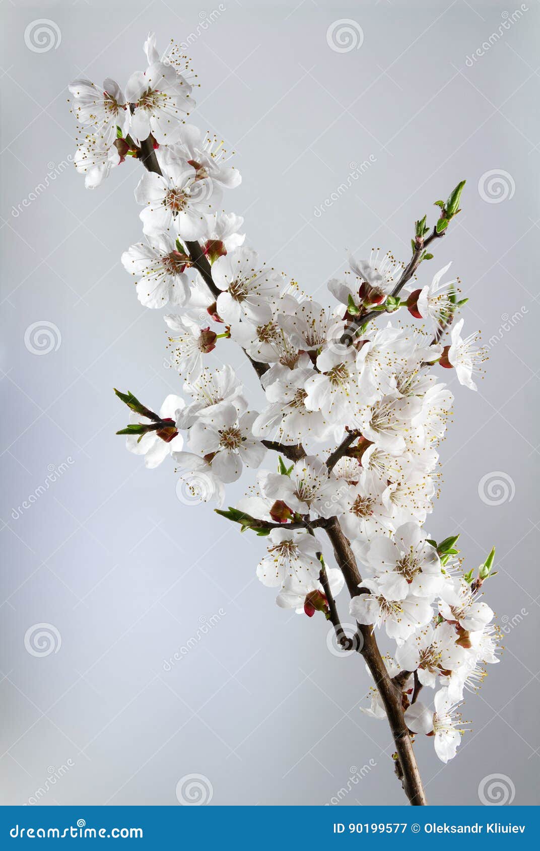 Tender Inflorescences Of Fruit Trees Royalty-Free Stock Photo ...