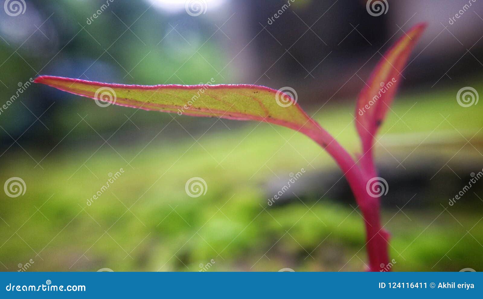 Tender leaf stock image. Image of small, tender, littile - 124116411