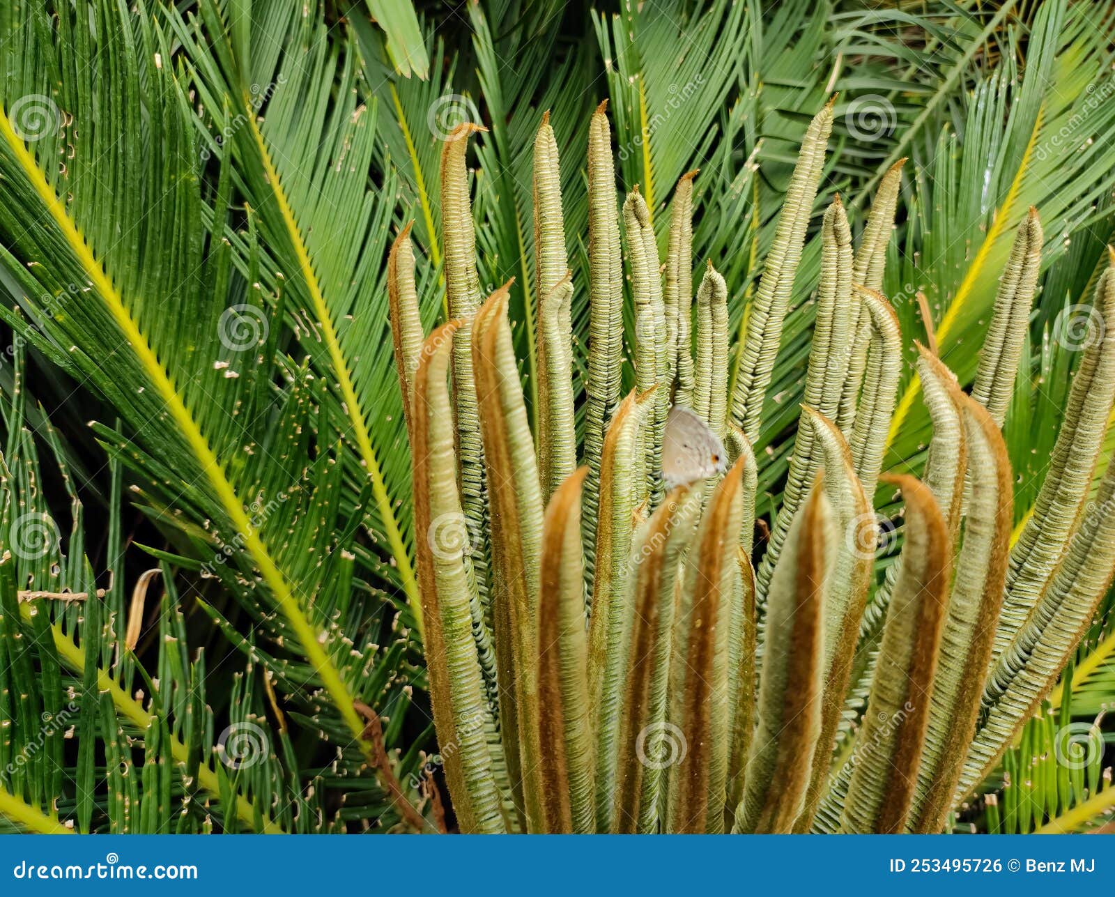 Tender leaves growing stock photo. Image of grow, nature - 253495726