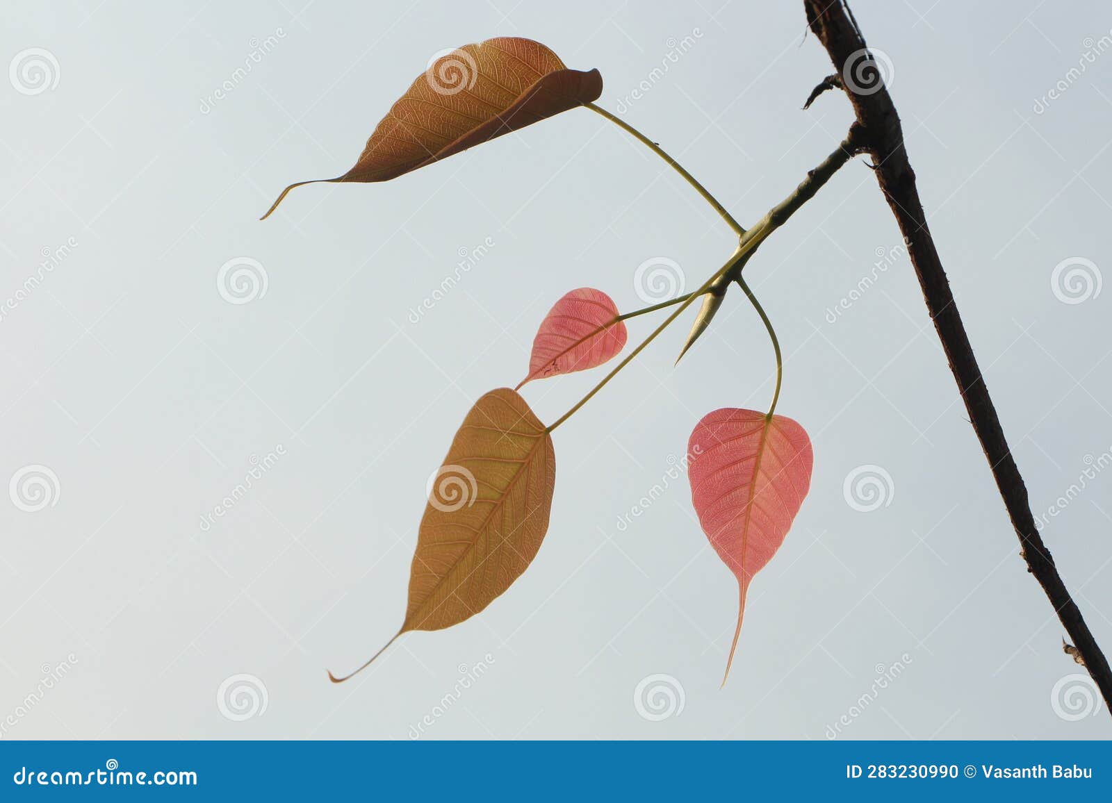Tender Leaves Grown Newly in the Tree Branch Stock Photo - Image of ...